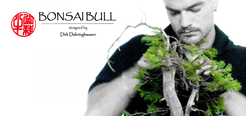 Bonsai Museum Düsseldorf bonsai_bull_banner - Bonsai Museum Düsseldorf